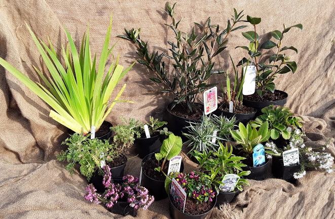 Mail order plant catalogue Abriachan Nurseries