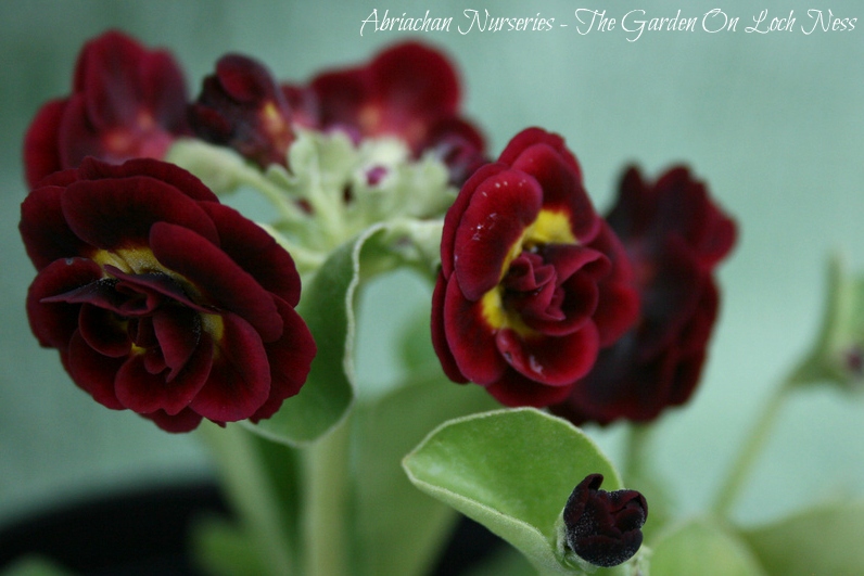Primula Auricula Listing - Abriachan Nurseries