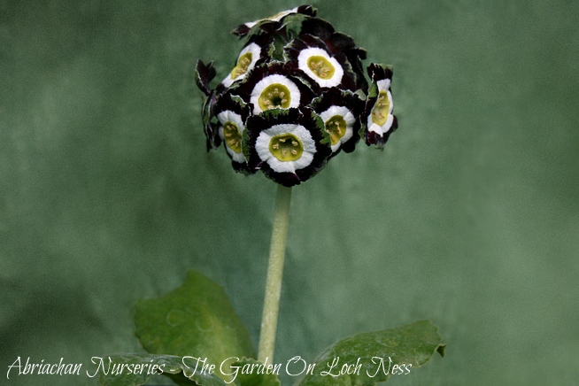 Primula Auricula Listing - Abriachan Nurseries
