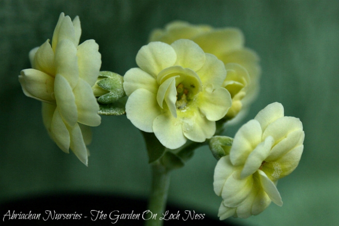 2019 Primula Auricula Listing - Abriachan Nurseries