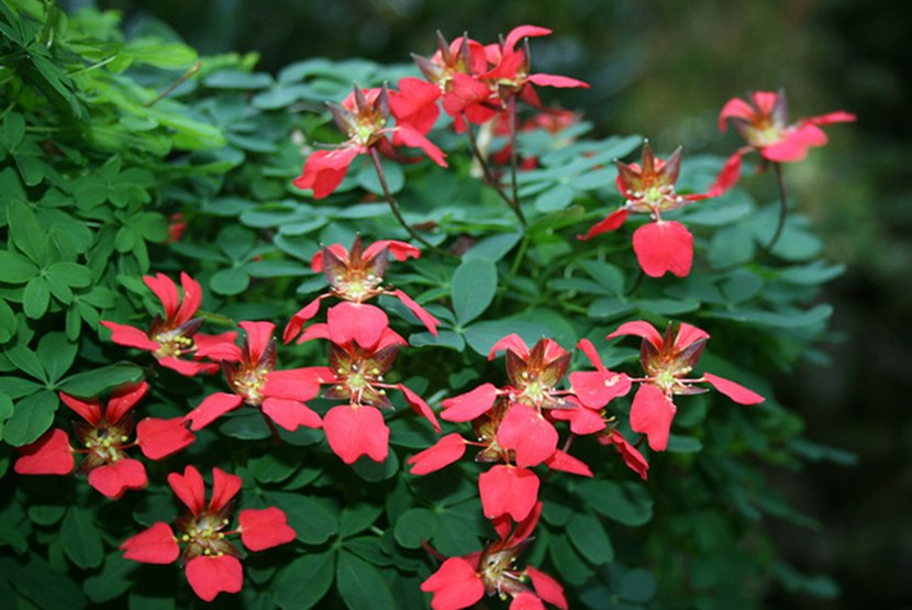 Top Tips On How To Choose The Best Mail Order Plant Catalog Companies